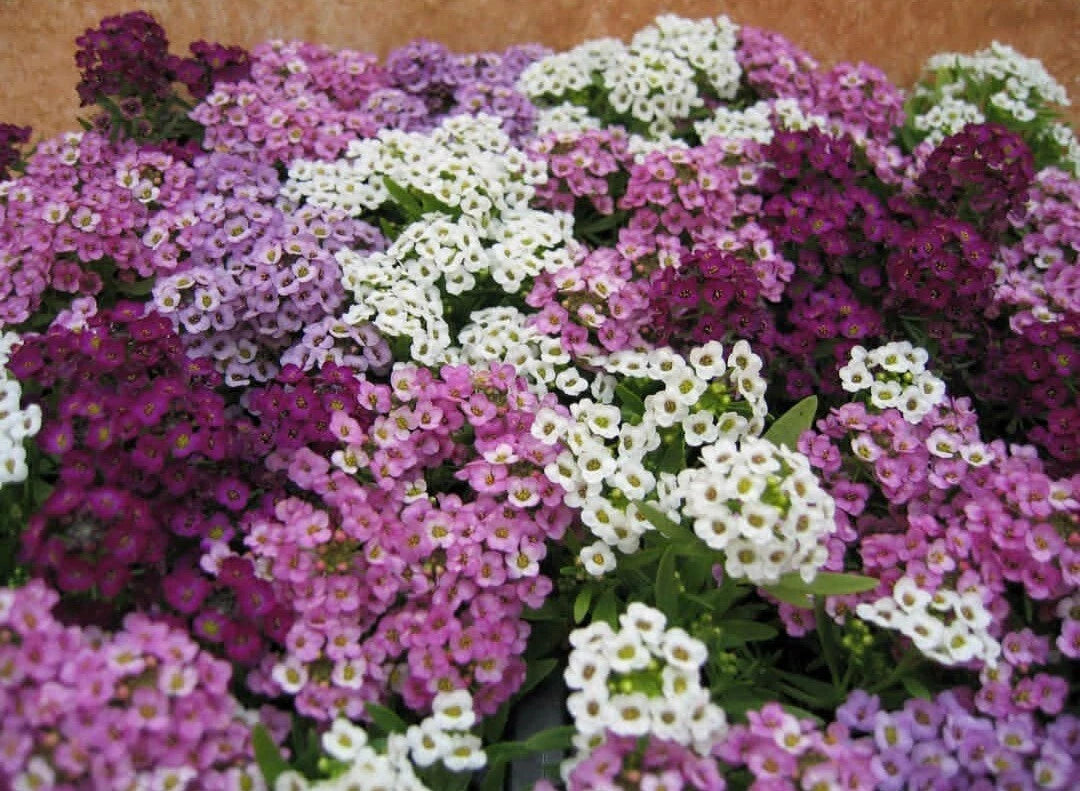 Sweet Alyssum Flower Seeds - 50 Count Color Mix - Lobularia maritima ...