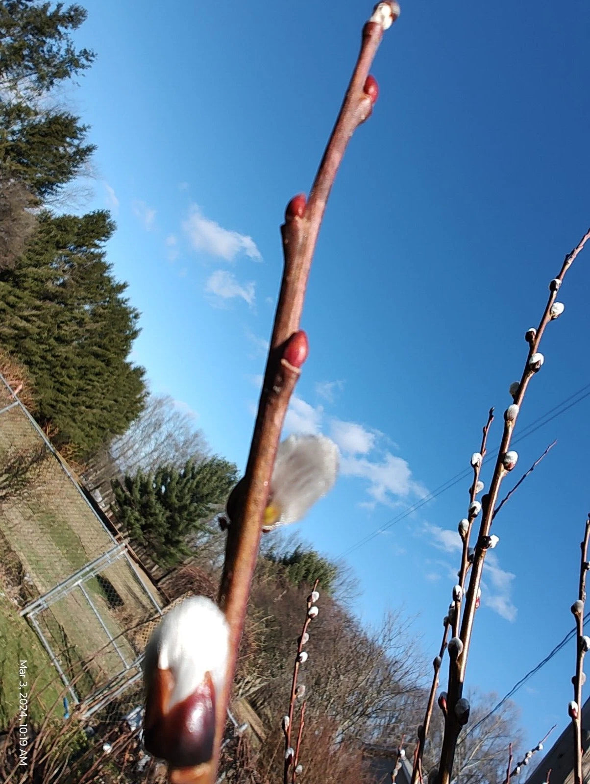 Pussy Willow Tree Stems 5 Piece Lot White Salix discolor 6-7 Inch for ...