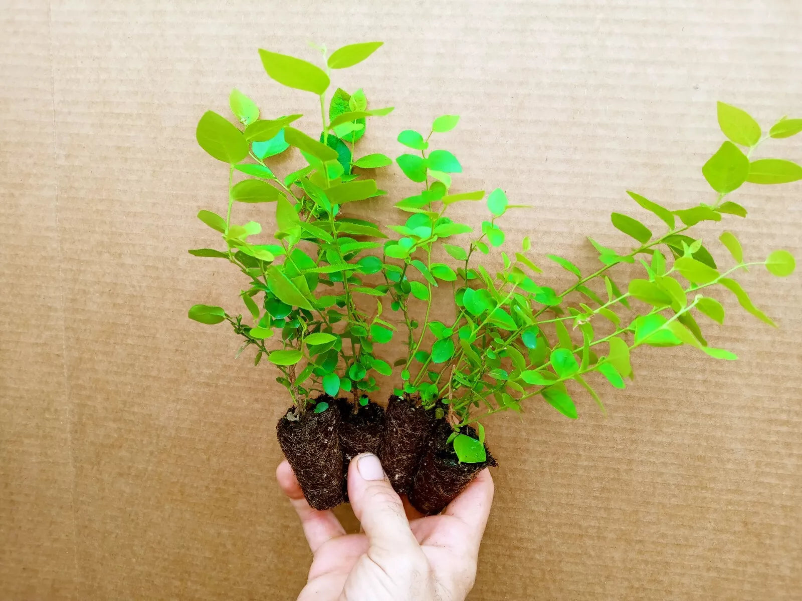 Blueberry Starter Plant Set of 4 Reka Variety Vaccinium corymbosum Hea ...