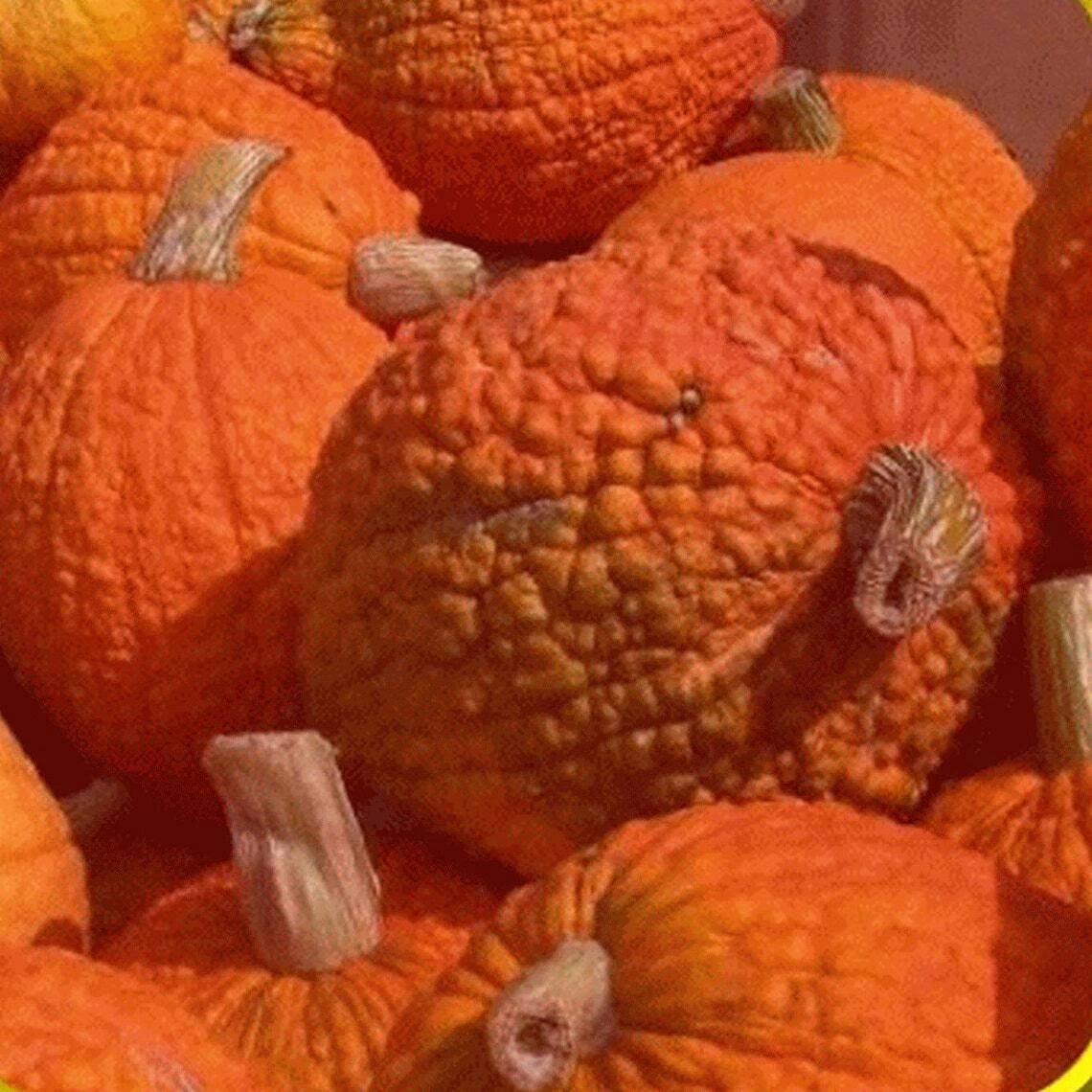 Heirloom Pumpkin Seeds - Red Warty Popcorn Knucklehead Variety for Dec ...
