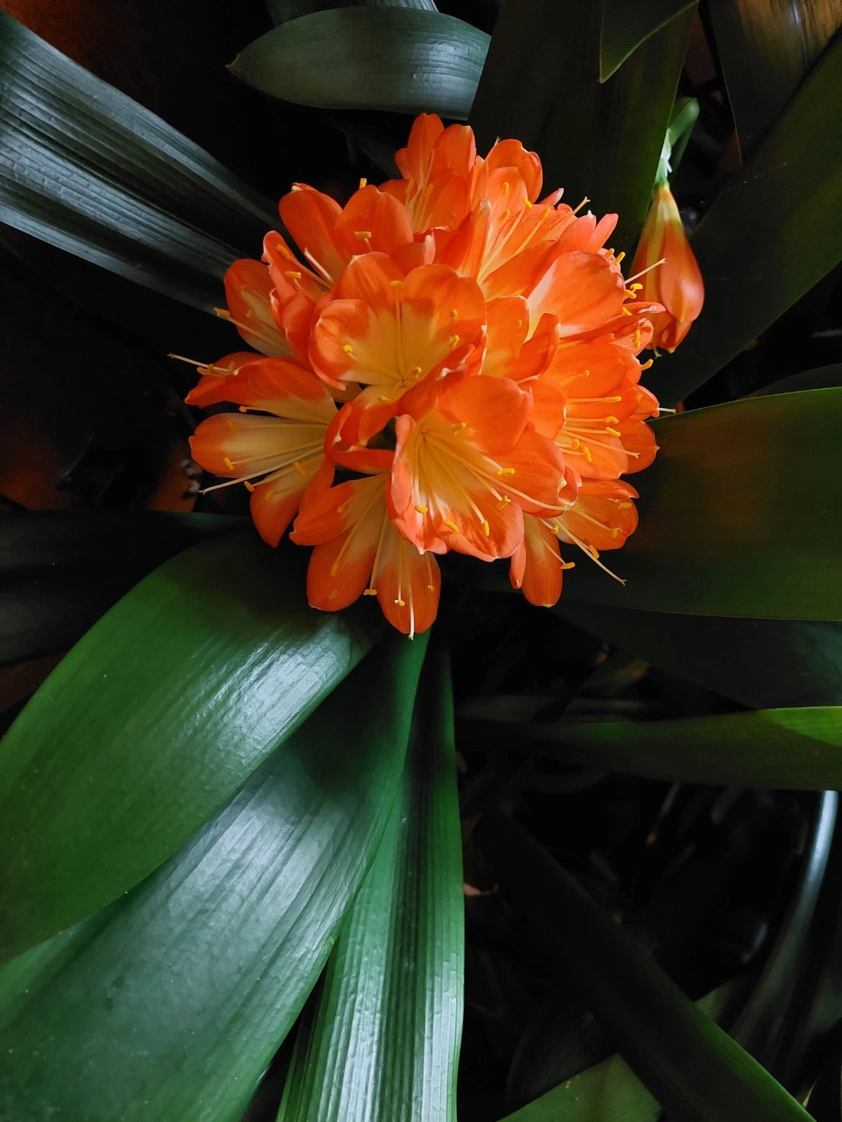 Clivia Miniata Broadleaf Plant, 5-Year-Old, Indoor Houseplant, Non ...