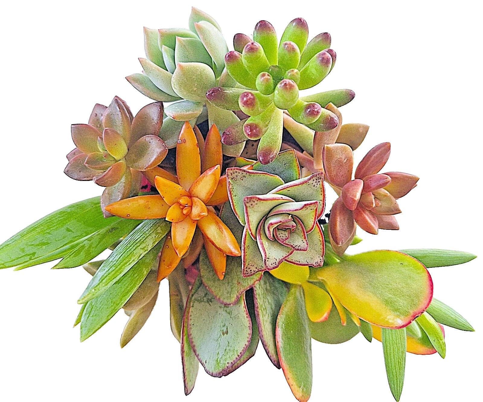 Large Succulent Cuttings 4-6" Mixed Varieties, 10 Healthy Easy Root ...