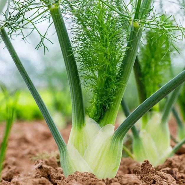 Florence Fennel Seeds - Premium Anise Licorice Variety - Perfect for ...