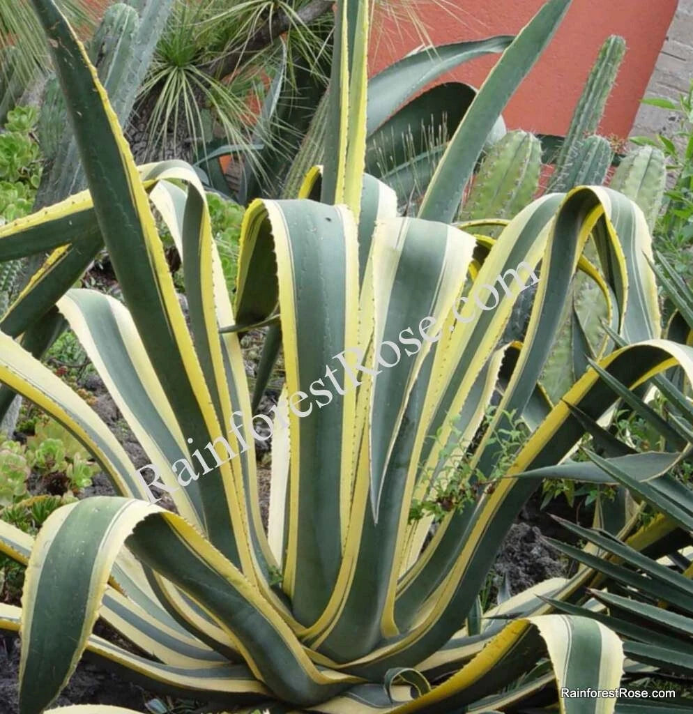 Agave Cuttings - 10 Inch Yellow Edge Variegated Succulent - Agave ...