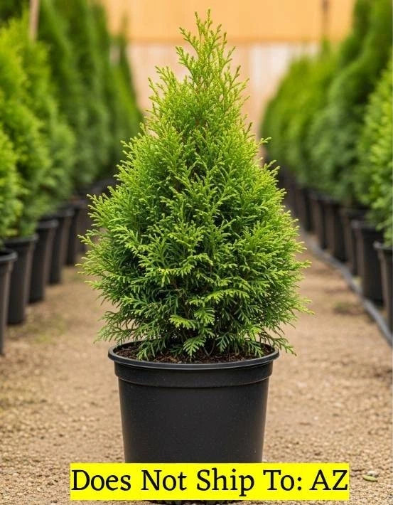 Evergreen Junior Giant Thuja Tree 2-3 ft Fast Growing Outdoor Garden ...