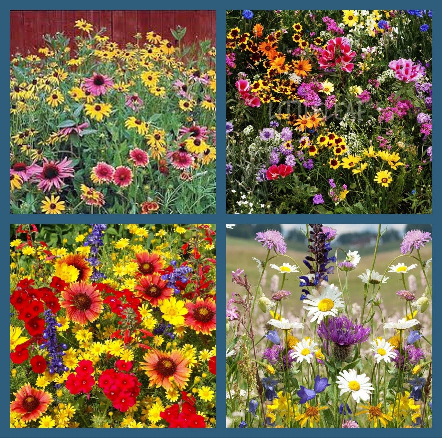 Wildflower Mix Seeds 500+ Heirloom Perennials & Annuals for ...
