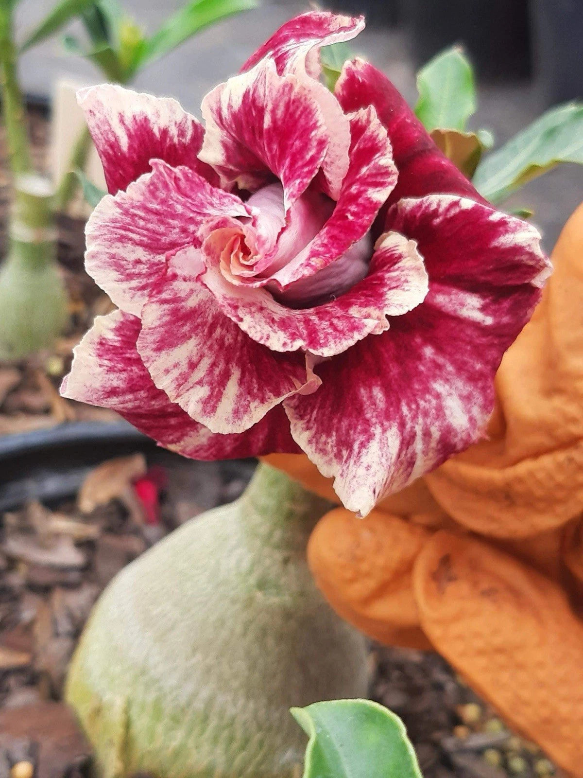 Desert Rose Plant - 2-3 Years Old - Double Petals - Adenium obesum - 1 ...
