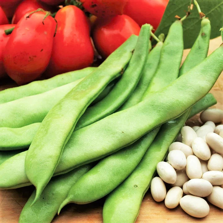 Roma II Romano Bean Seeds - Bush Variety, Italian White Bean, Non-GMO ...