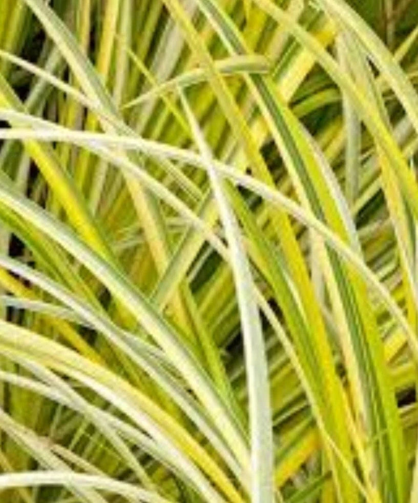 Golden Variegated Sweet Flag Plant - 1 Bare Root - Acorus gramineus 'O ...