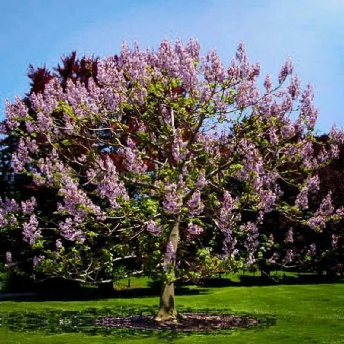 Royal Empress Tree Seeds - 50 Pack - Beautiful Flowering Tree - Paulow ...