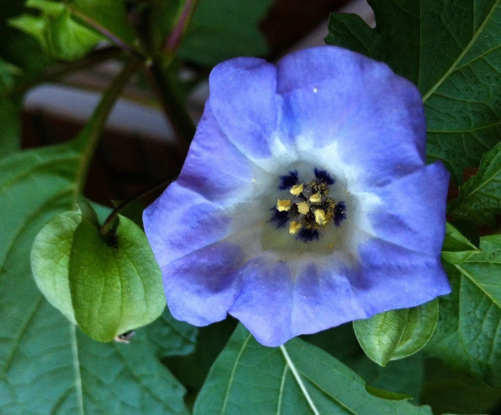 Organic Apple of Peru Seeds - 50+ Seeds, Nicandra Physalodes var. nigra ...