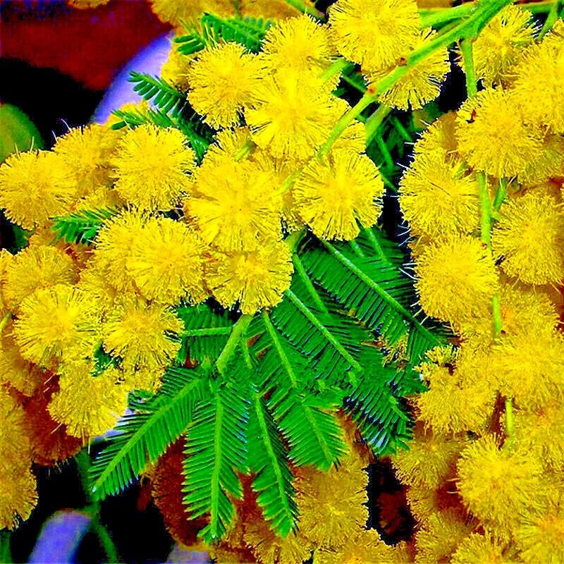 Golden Mimosa Tree Seeds - 10 Pack - Acacia baileyana - Fast Growing ...