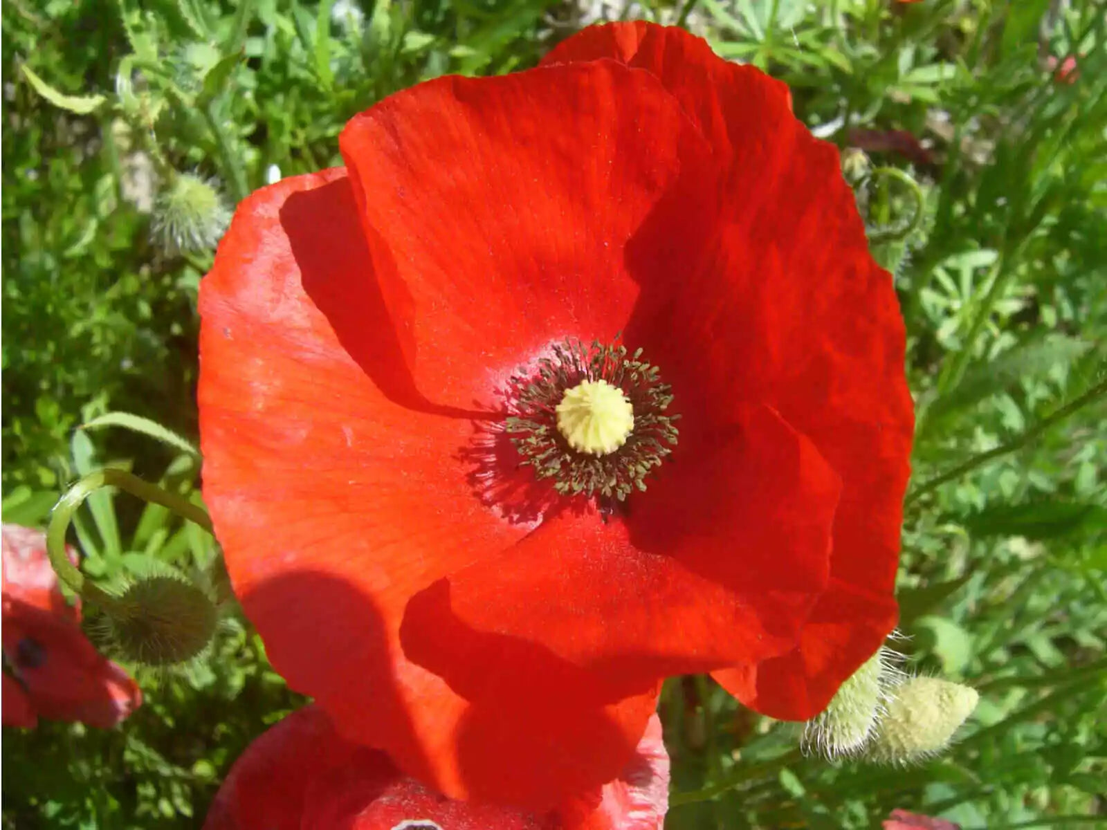 Red Poppy Seeds - 1000+ Flower Seeds - Papaver rhoeas - Perennial - US ...
