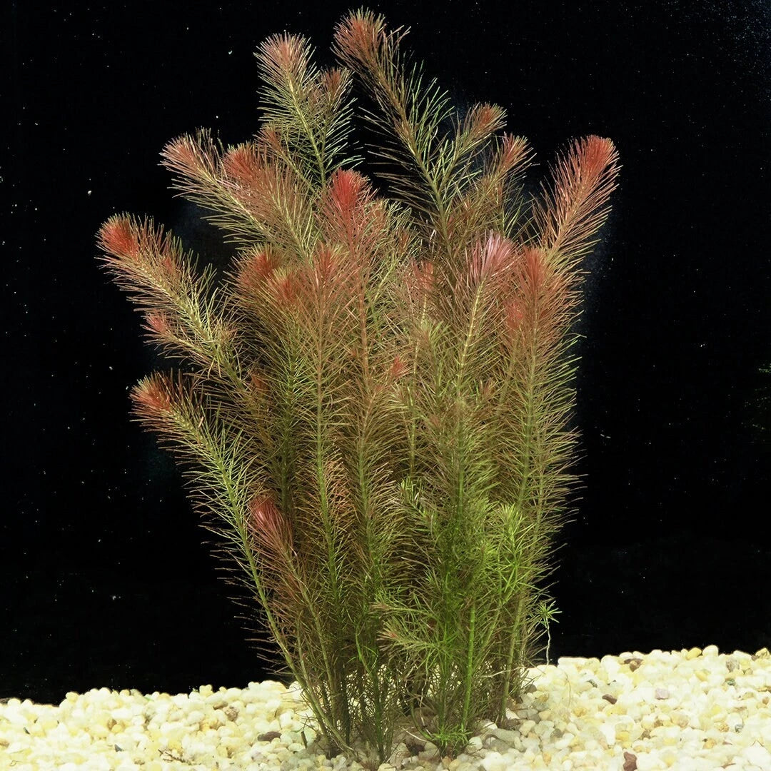 Rotala Wallichii 7 Stems - Whorly Rotala - Easy Live Aquarium Pond Aqu ...