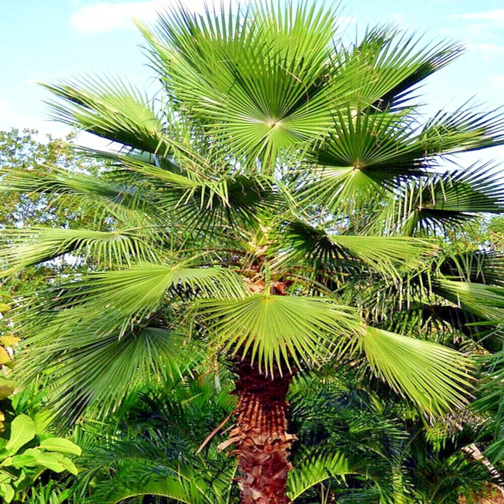 Mexican Fan Palm Tree Seeds - 10 Pack - Washingtonia robusta - Tropical ...