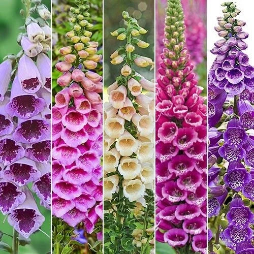 Foxy Foxglove Seeds Packet 300 Mixed Colors Digitalis purpurea – Jayme ...