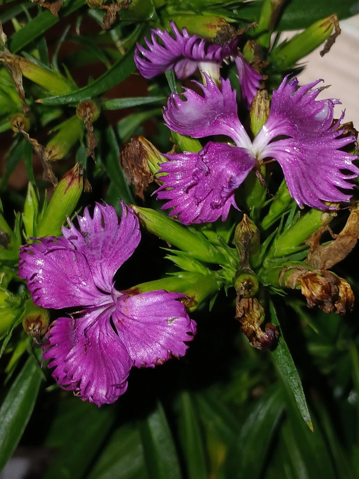 Perennial Dianthus Plant 4" Pot - Fragrant Pink Blooms - Live Garden F ...