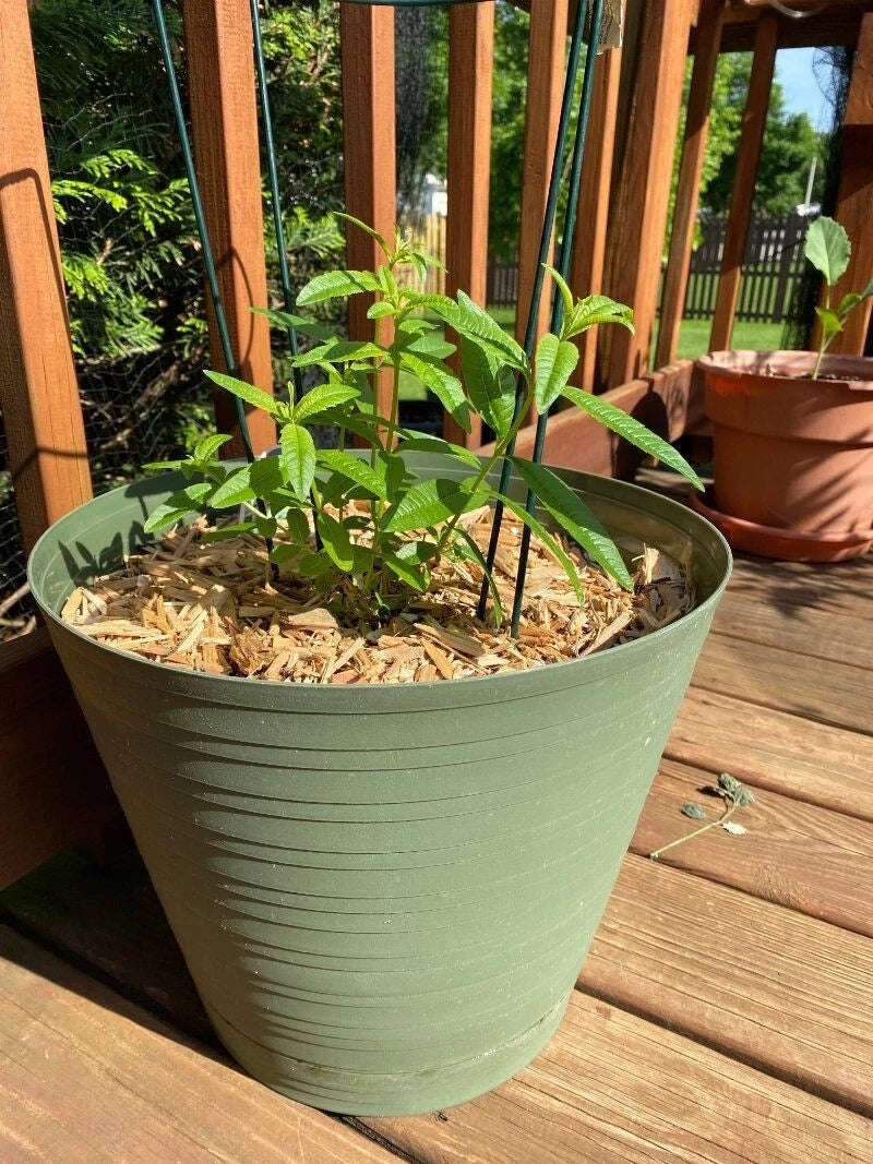 Well-Rooted Lemon Verbena Live Plant, Aloysia Citrodora, Aromatic Herb ...