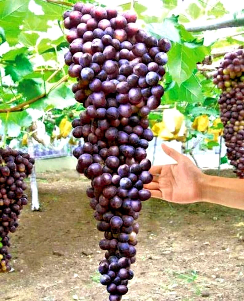 Giant Bunch Grapes Cuttings - 3x3 Green Cuttings in Blue, Yellow, Pink ...