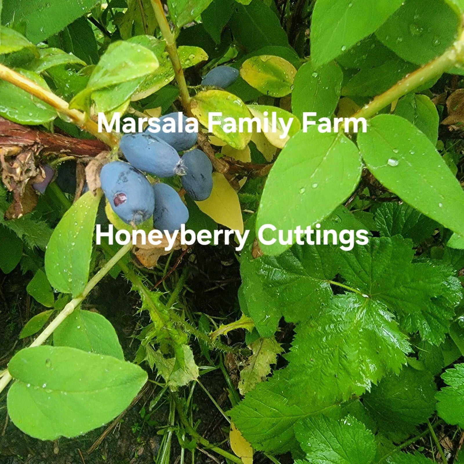 Honeyberry Cuttings 8 pcs 4-8" Giant Berry Blue Boreal Blue Moose ...