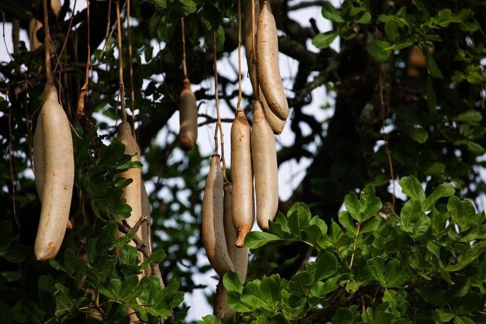 Sausage Tree Seeds - 10 Pack Kigelia africana - Unique African Tree Se ...