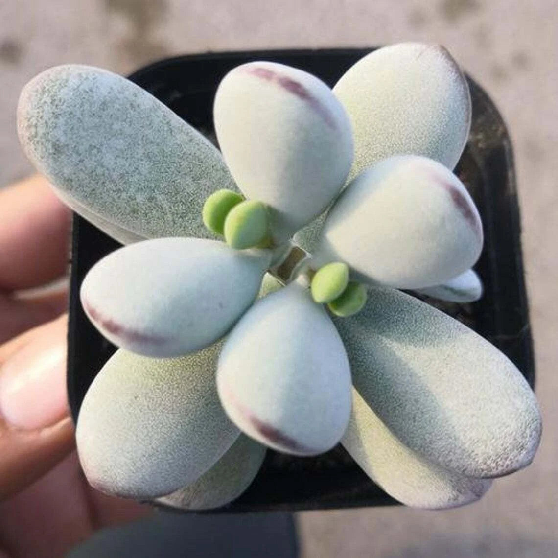 Cotyledon Orbiculata CV Succulent Plant in 2" Pot | Indoor Decor ...