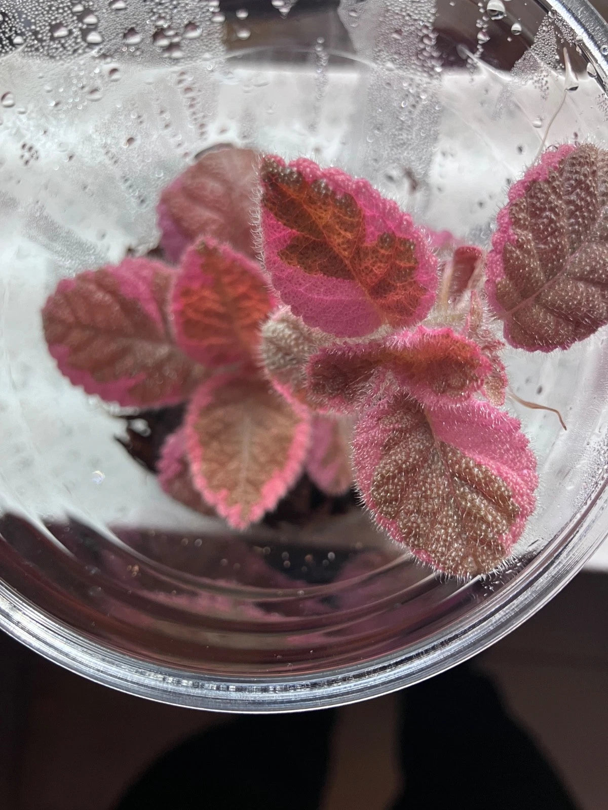 Episcia “Pink Smoke” Flame Violet (Episcia cupreata) – Variegated Bare ...
