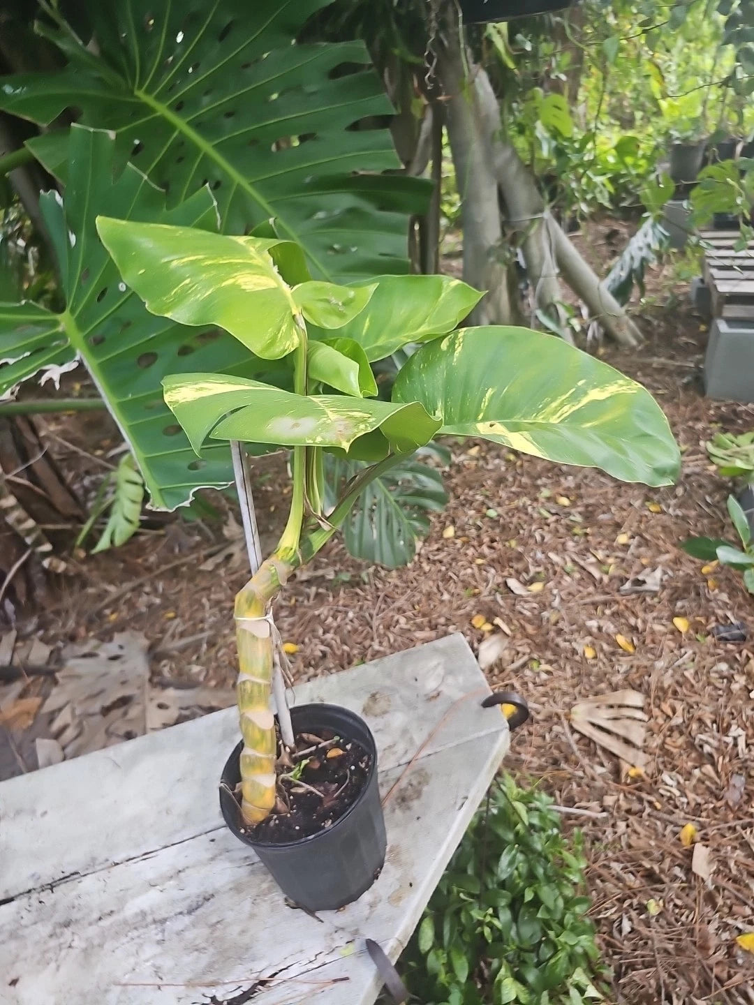 Large Variegated Golden Pothos Plant, Climbing, Hawaiian Style, Epipre ...