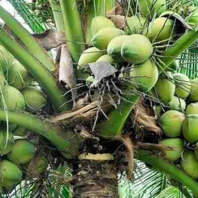 Sprouted Dwarf Green Malayan Coconuts 6–8” - Rare Fresh Plant, Certifi ...