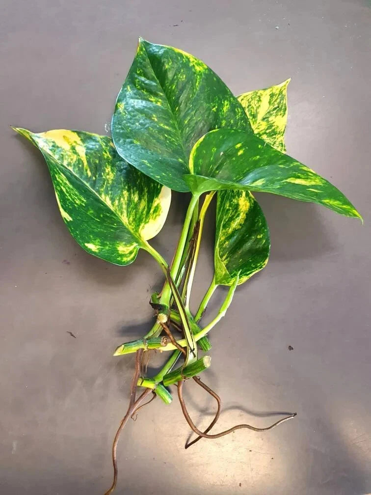 Hawaiian Pothos Leaf Cuttings, 5 with Air Roots and Nodes, Epipremnum ...