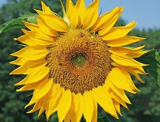 Dwarf Sunspot Sunflower Seeds 30+ Count, Shorty 2 FT Annual, Helianthu ...