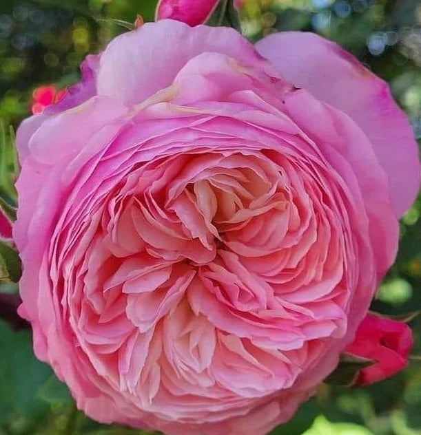 Wedding Rose Cuttings - 3 Fresh Con Stan Rose Stems - Ideal for Floral ...