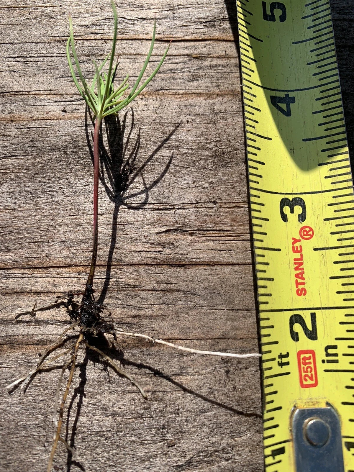 Pine Tree Seedlings 10-Pack 3"-6" Tall Bare Root Fast Growing Wild ...