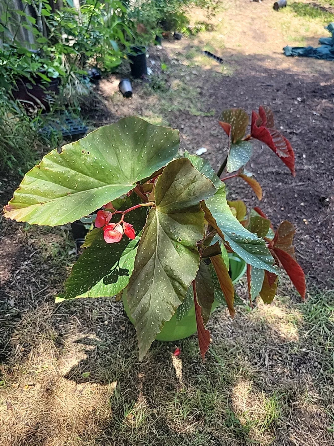Torch Pink Angel Wing Begonia Live Plant, 6-8" Tall, 4" Pot, Indoor Ho ...