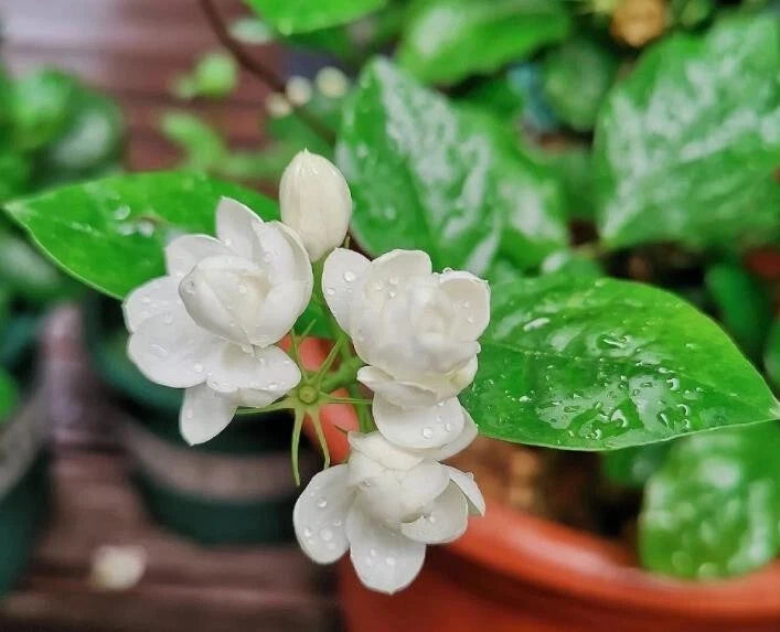 Jasmine Flower Seeds - 12 Potted Seeds - Fragrant Variety - Jasminum ...