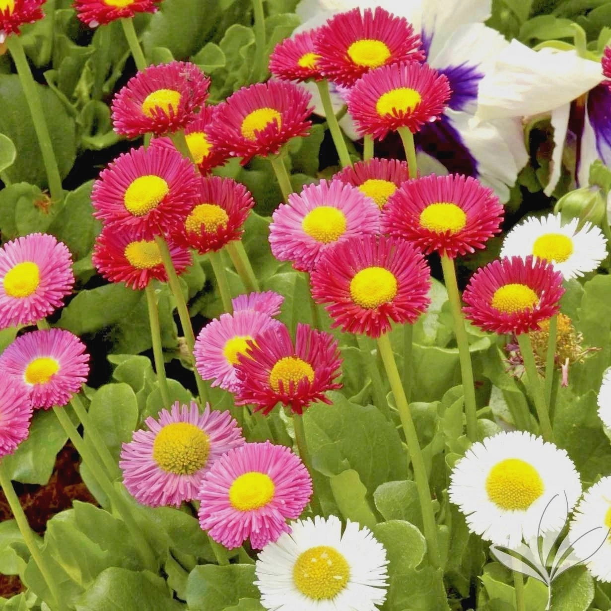 English Daisy Mix Flower Seeds - 400+ Count - European Wildflower ...