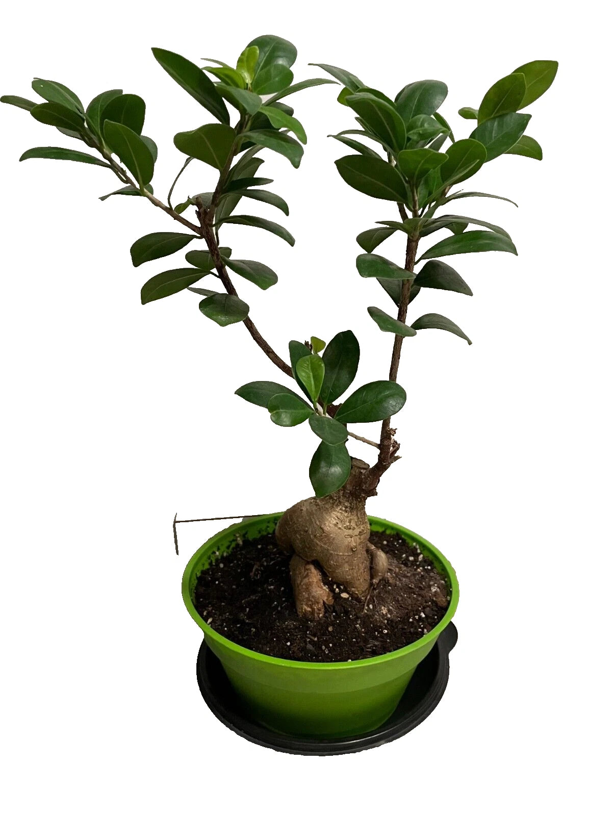Ficus microcarpa Bonsai Tree 14" H Large Healthy Malaya Chinese Banyan ...
