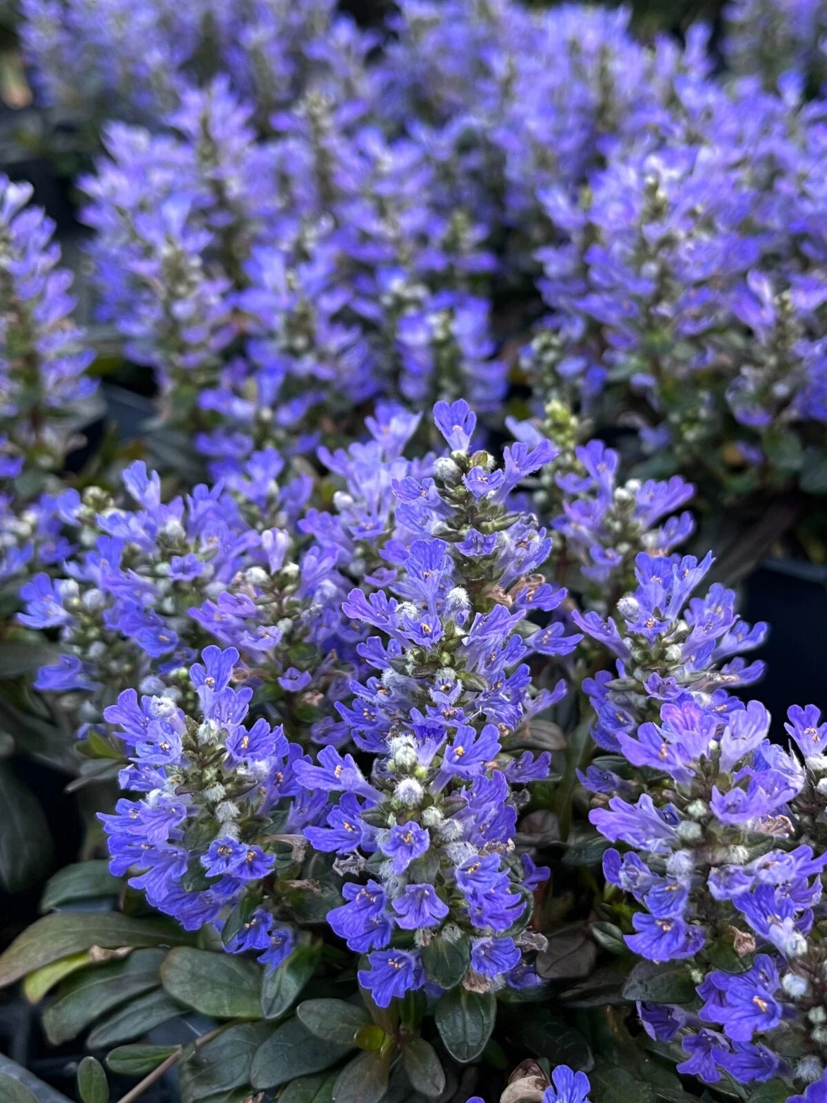 Chocolate Chip Ajuga Plant 4" Pot - Ajuga reptans 'Chocolate Chip', Lo ...