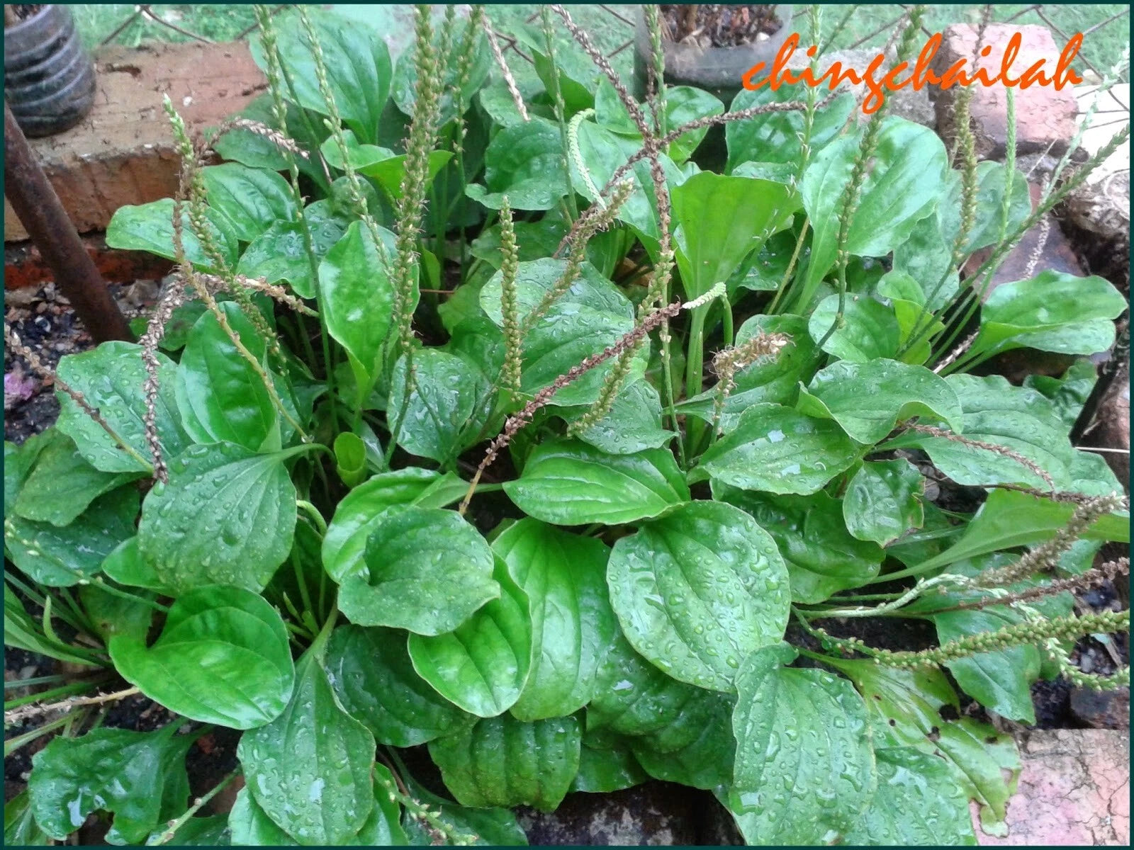 Live Plant Set of 3 - Plantago Major - Edible Herbal Perennial - Fresh ...