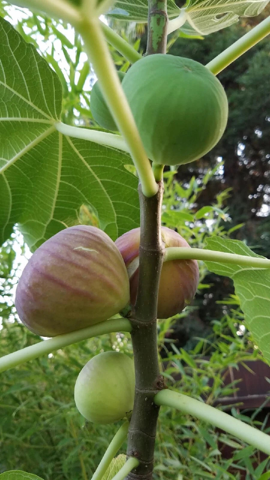 Hardy Fig Tree Cuttings - Easy Fast Growing Fruiting - Self Fertile ...