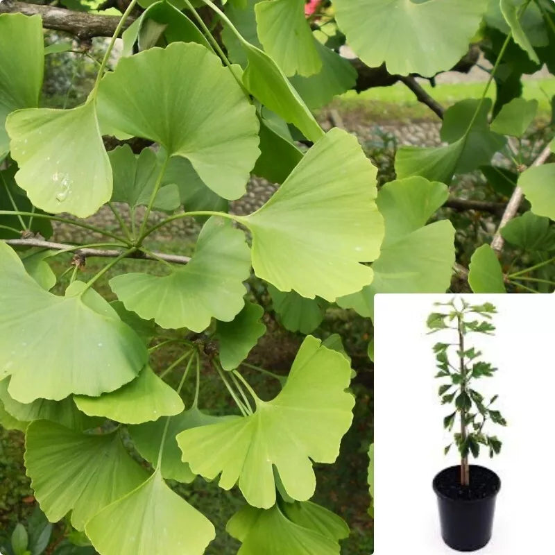 Ginkgo Biloba Live Plant 1 Gallon - White Fruit Maidenhair Tree (Ginkg ...