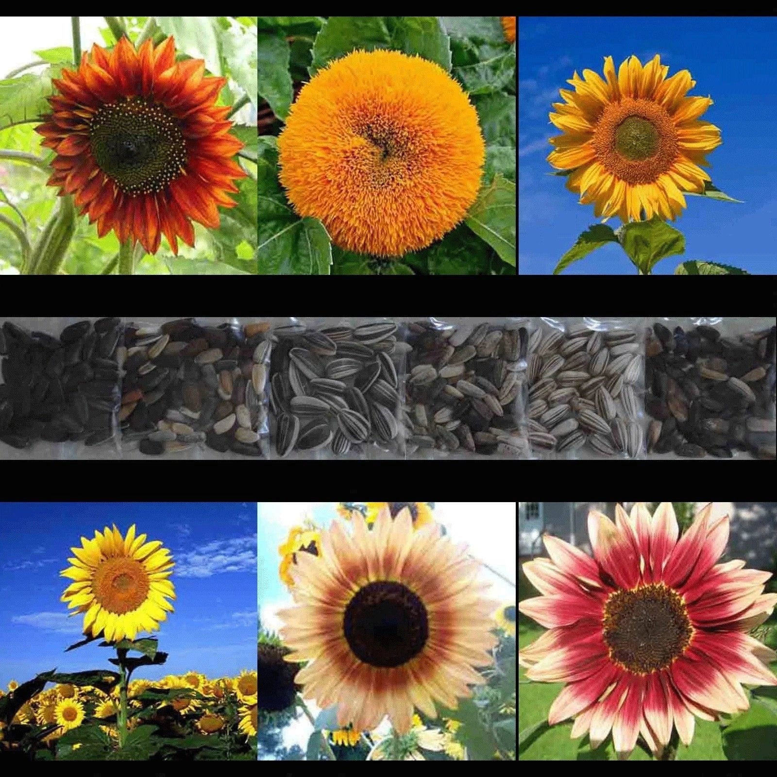 Sunflower Seed Mix - 150+ Rare Seeds, Giant Varieties, Beautiful Bloom ...