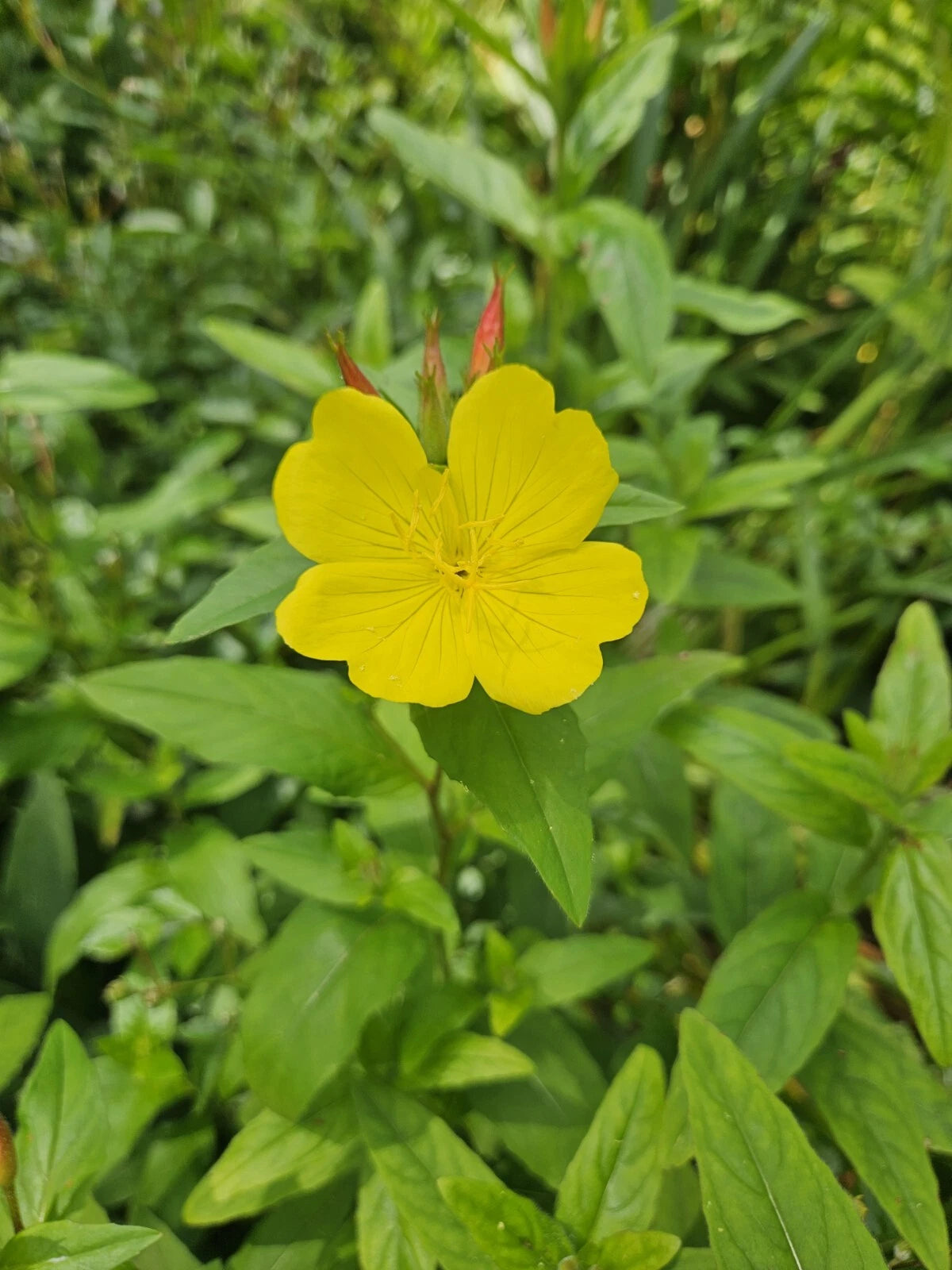 Evening Primrose Plant Bare Root | Glacious Yellow Flowers | Perennial ...