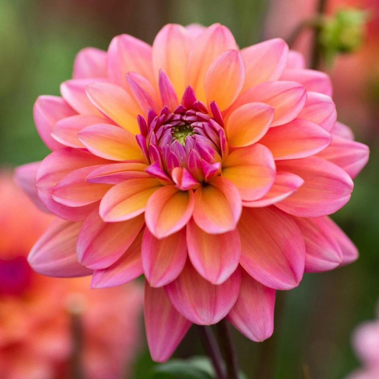 Dahlia Seeds - 25 Great Silence Perennial Flower Seeds - Flowering ...