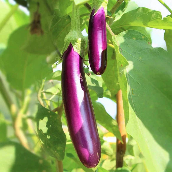 Long Purple Eggplant Seeds | Italian Heirloom Aubergine | Brinjal ...