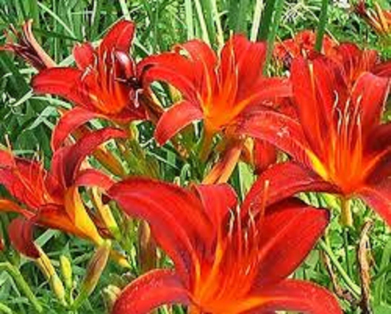 Red Giant Daylily - 3 Bare Root Plants - Sprouting - Hemerocallis 'Red ...