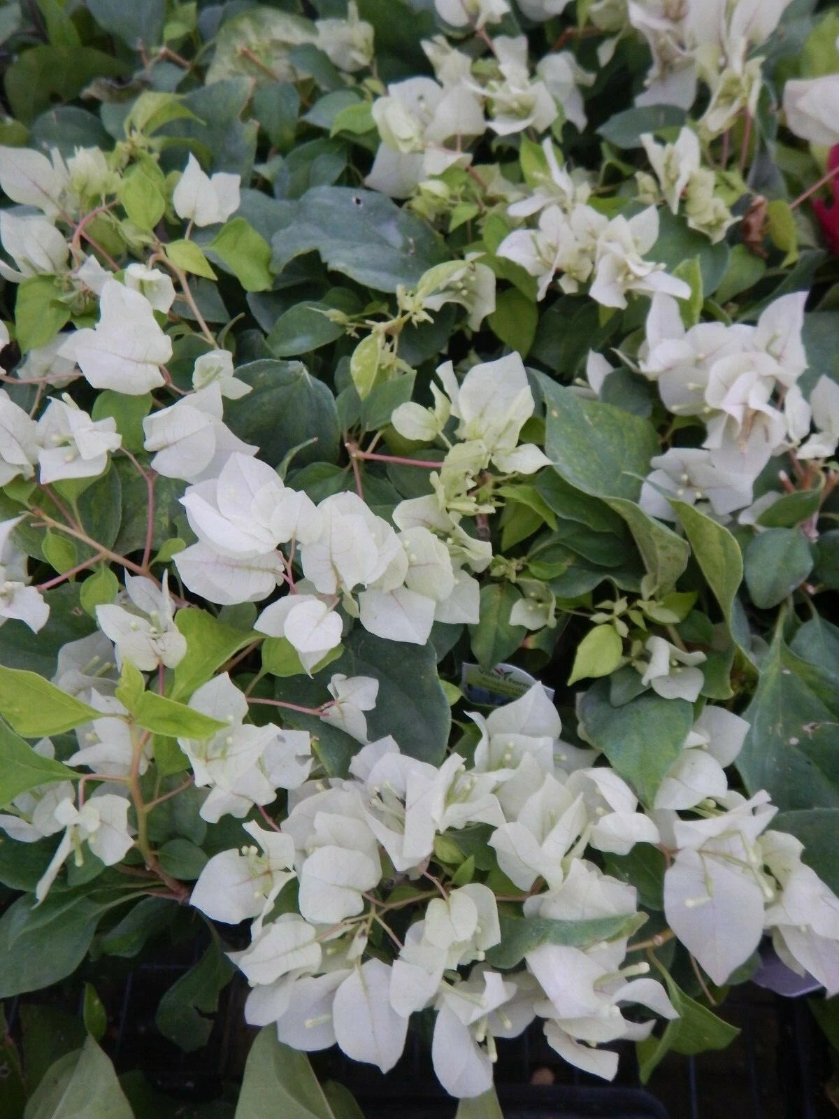 Live Bougainvillea Starter Plant - Sunstone White - Well Rooted ...