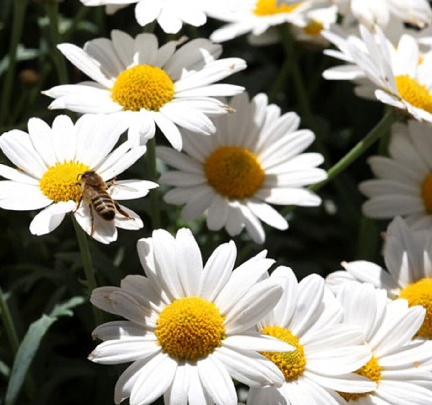 Ox Eye Daisy Flower Seeds 500+ Perennial for Bees and Butterflies, Leu ...
