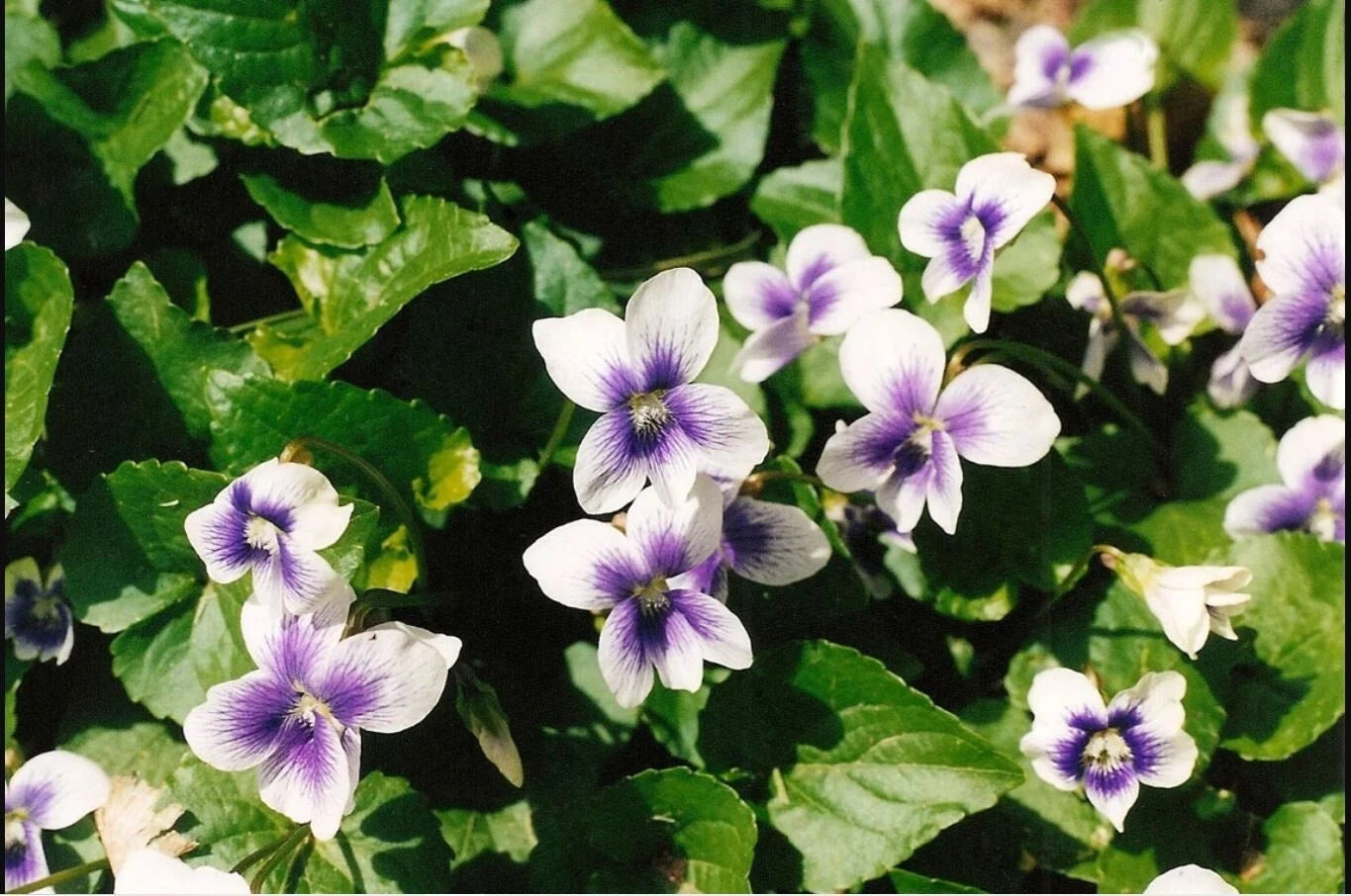 Wild Violets Mix 10 Bare Root Plants Purple White Viola sororia Perenn ...