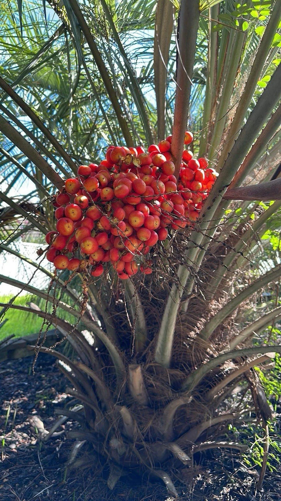 Pindo Palm Saplings - 6-12in - Jelly Palm - Butia capitata - Live Plant ...